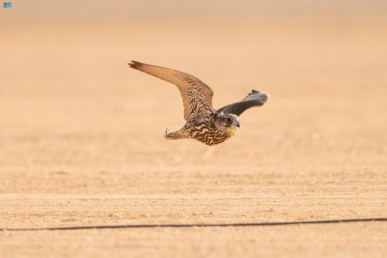 تتويج الفائزين بشوط جير بيور فرخ | صحيفة المواطن
