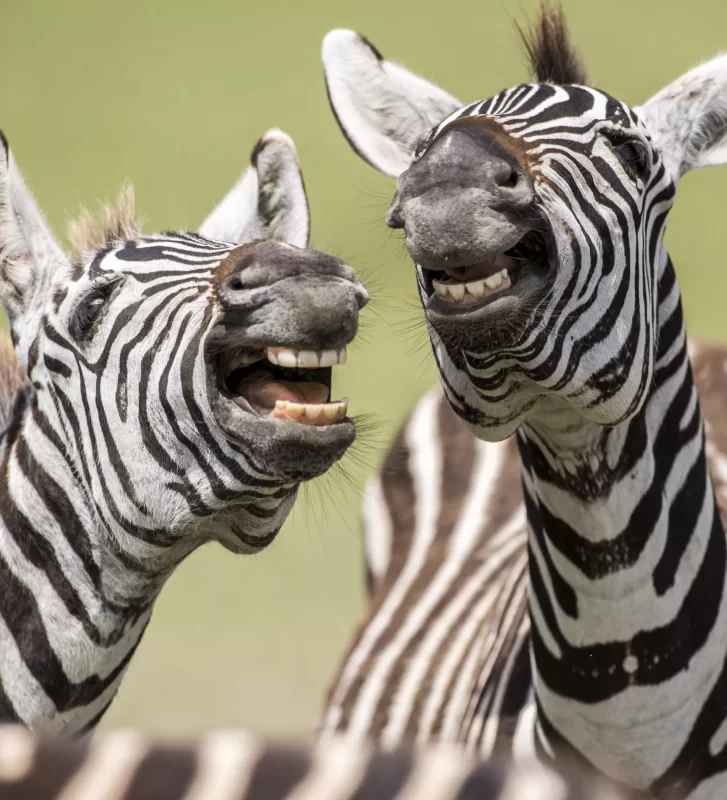 الشرطة الأمريكية تقتل حمارًا وحشيًا بعد هجوم مروع | موقع المواطن ...