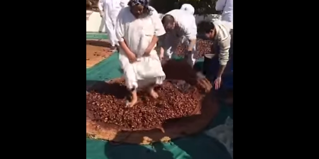 شاهد المواطن تكشف حقيقة دعس عمال تُمور العلا صحيفة المواطن الإلكترونية